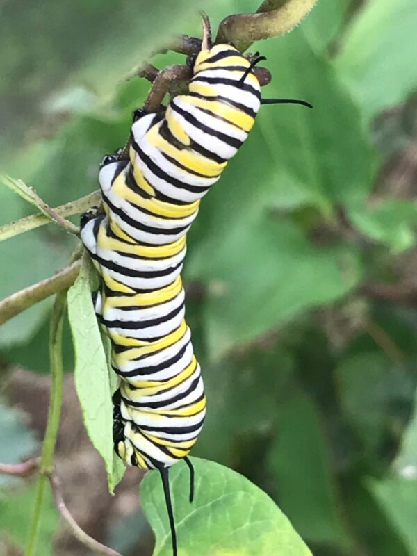 Identifying a Monarch