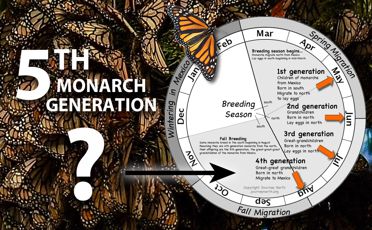 Bonus Monarch Generation